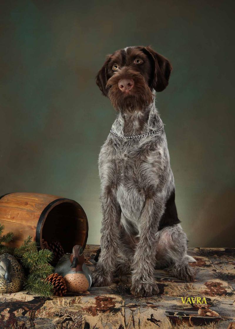 German Wirehaired Pointers - Our Boy GWPs